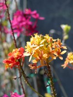 UCI Arboretum