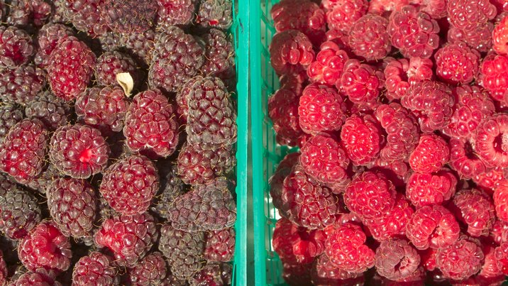 Loganberry and Raspberry Baskets