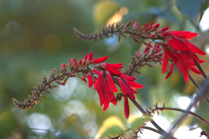 Coral Tree