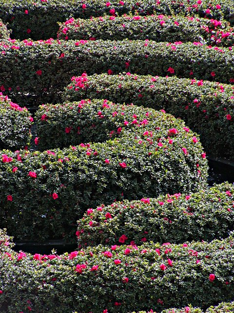 Flower Maze