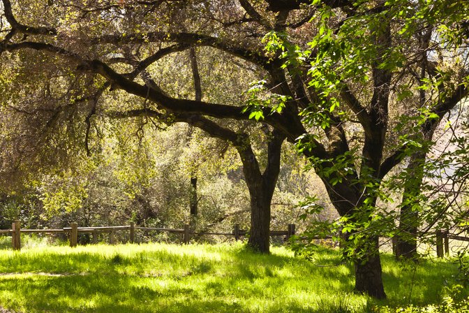 Meadow
