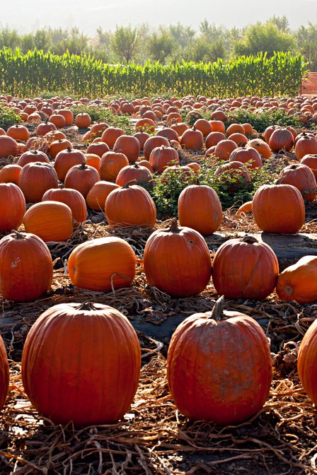 Pumpkin Fields, II