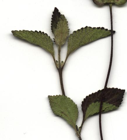 Verbena Rigida - Tuber Vervain