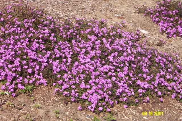 Verbena Rigida - Tuber Vervain