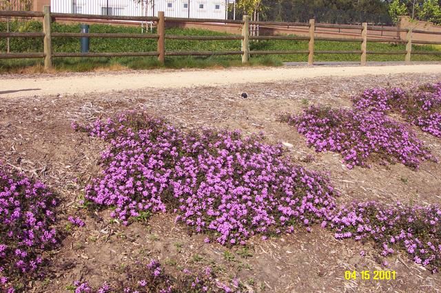 Verbena Rigida - Tuber Vervain